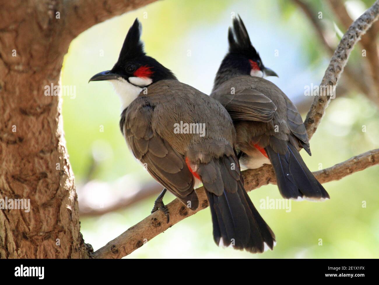 Bird life in Mauritius Stock Photo - Alamy