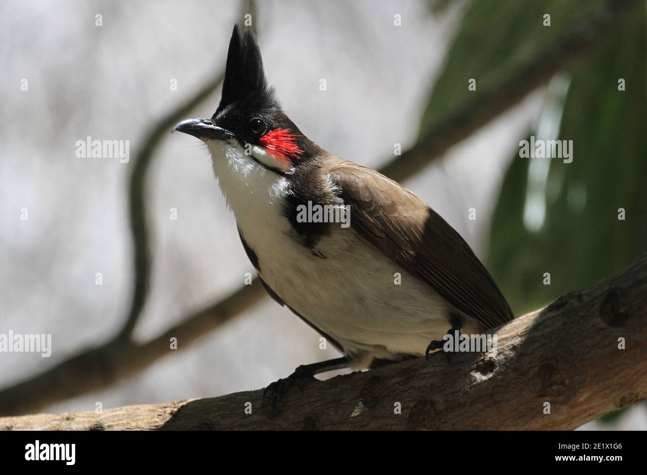 Bird life in Mauritius Stock Photo - Alamy