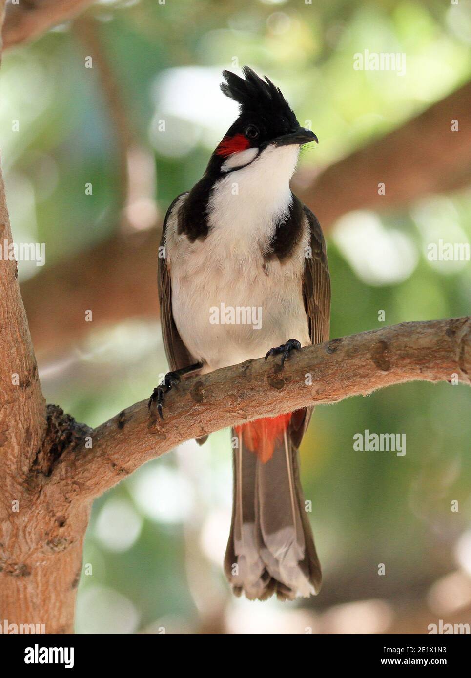 Bird life in Mauritius Stock Photo - Alamy
