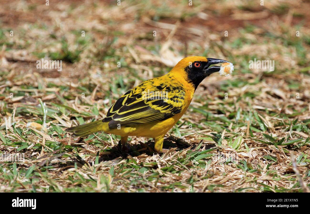 Bird life in Mauritius Stock Photo - Alamy