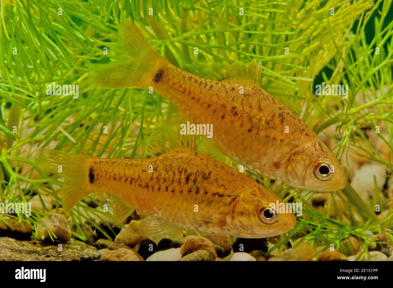 Barbodes semifasciolatus, the Chinese barb, is a species of cyprinid fish native to the Red ...