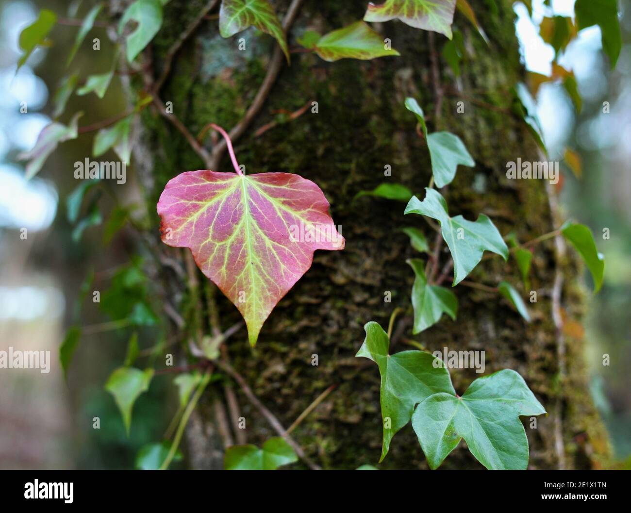 Ivy change hi-res stock photography and images - Alamy