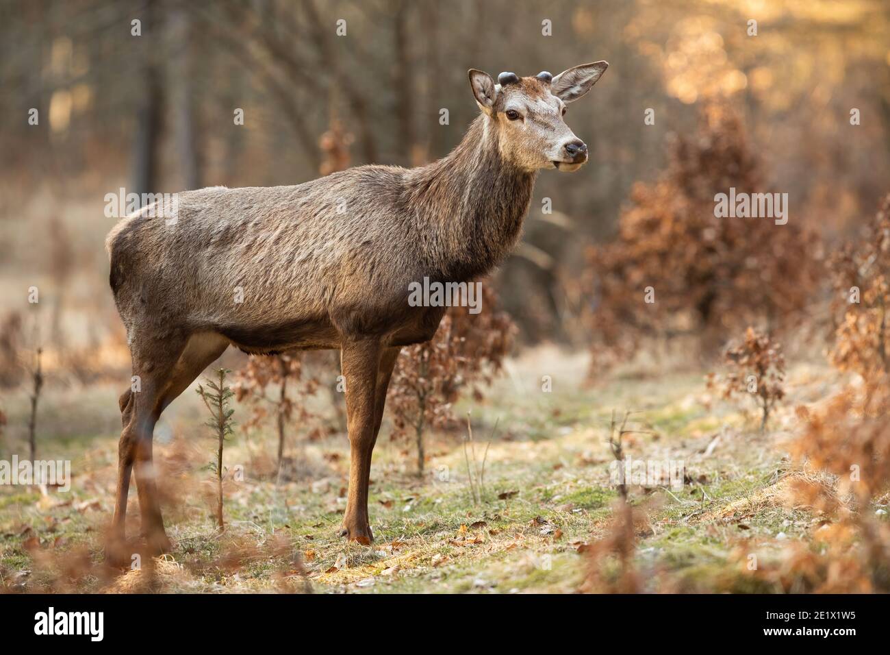Red deer stag with new antlers growing standing on a glade in ...