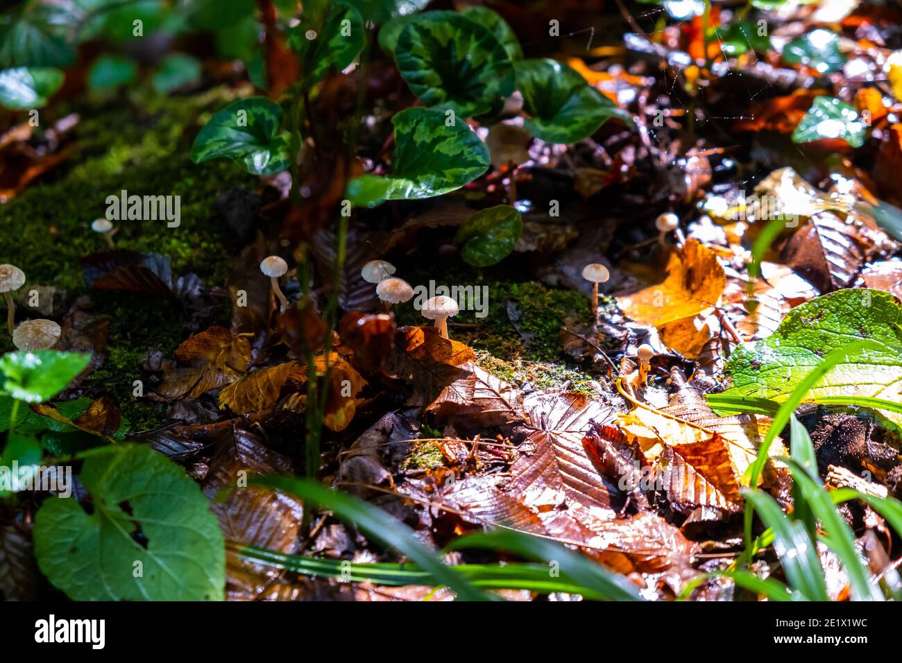 Mushroom After Rain High Resolution Stock Photography and Images - Alamy