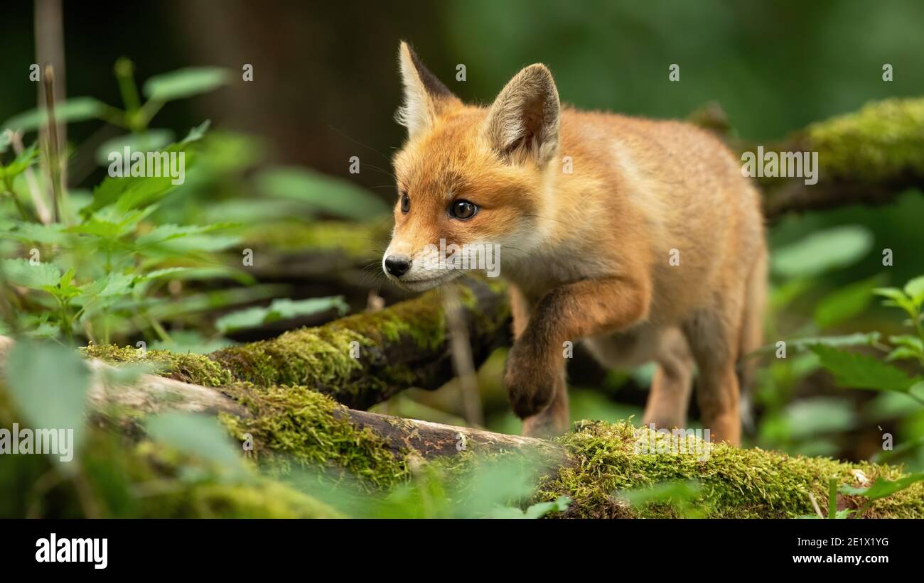 Red fox cub walking through spring forest with mossy branches on the ...