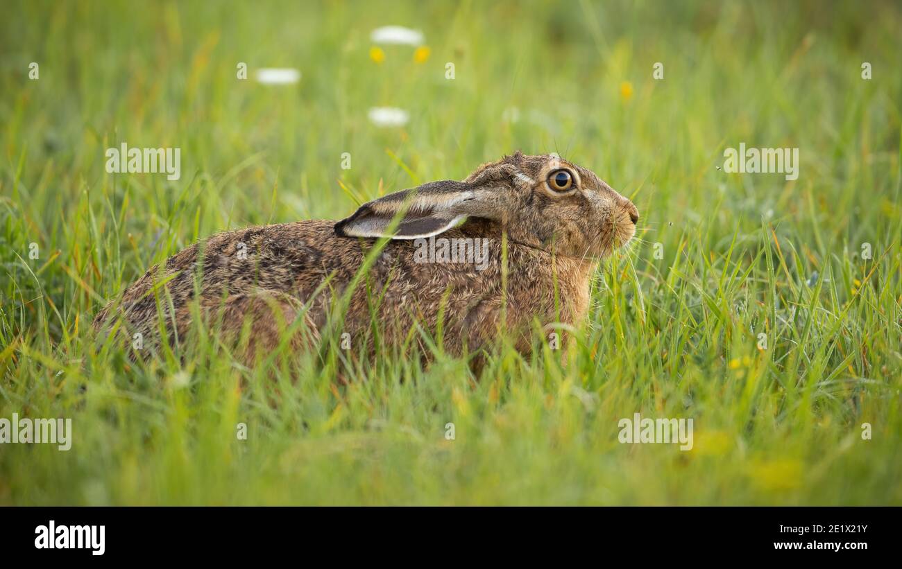 Afraid brown hare hiding on green meadow with ears pulled down Stock ...