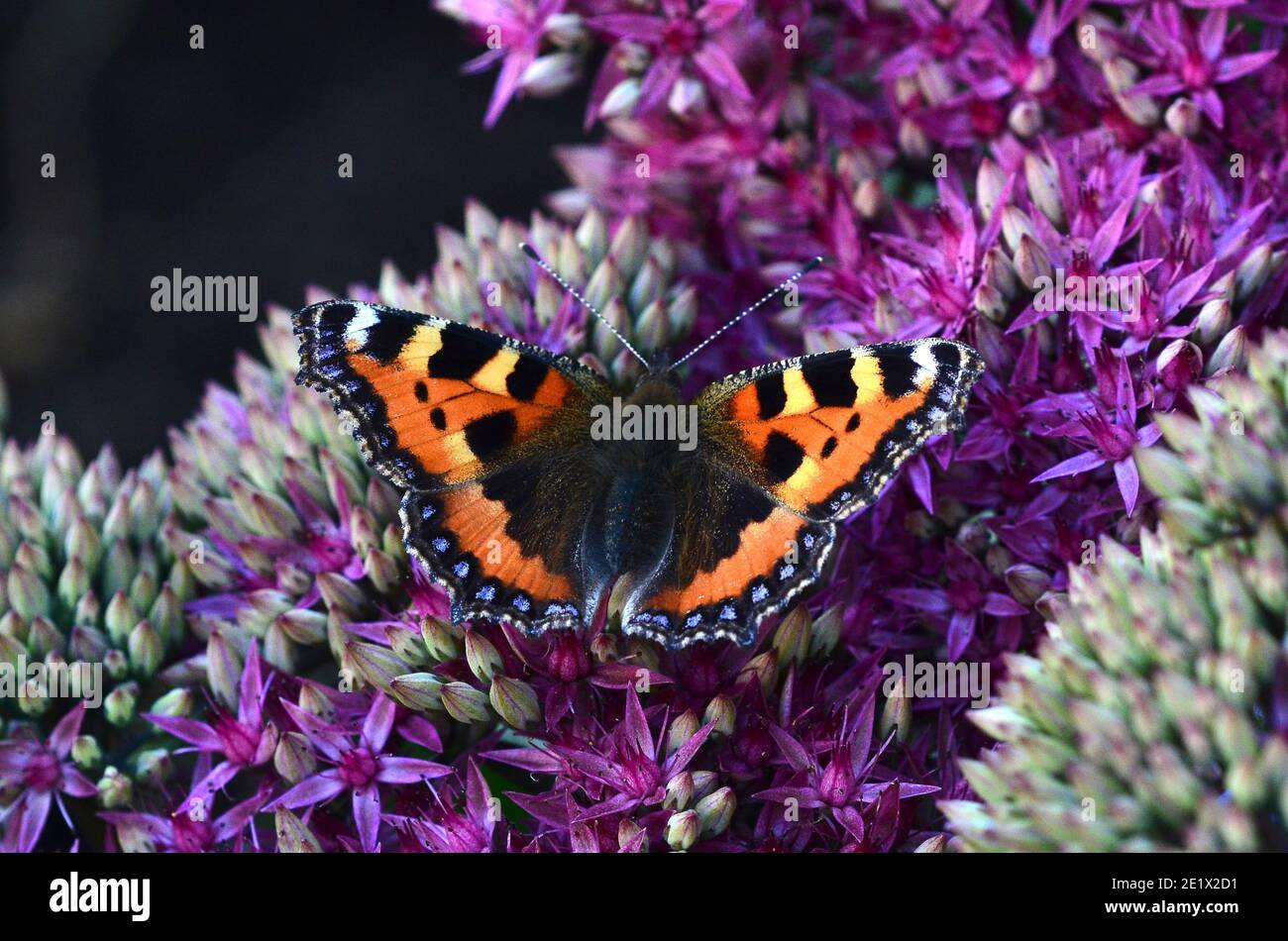 small tortoiseshell butterfly Stock Photo - Alamy