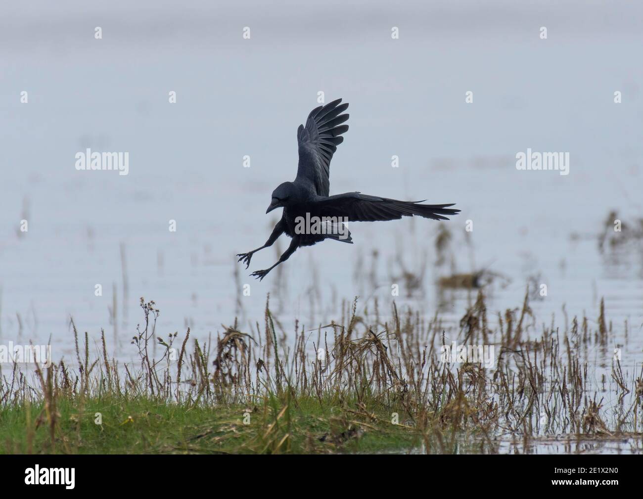 Crow landing hi-res stock photography and images - Alamy