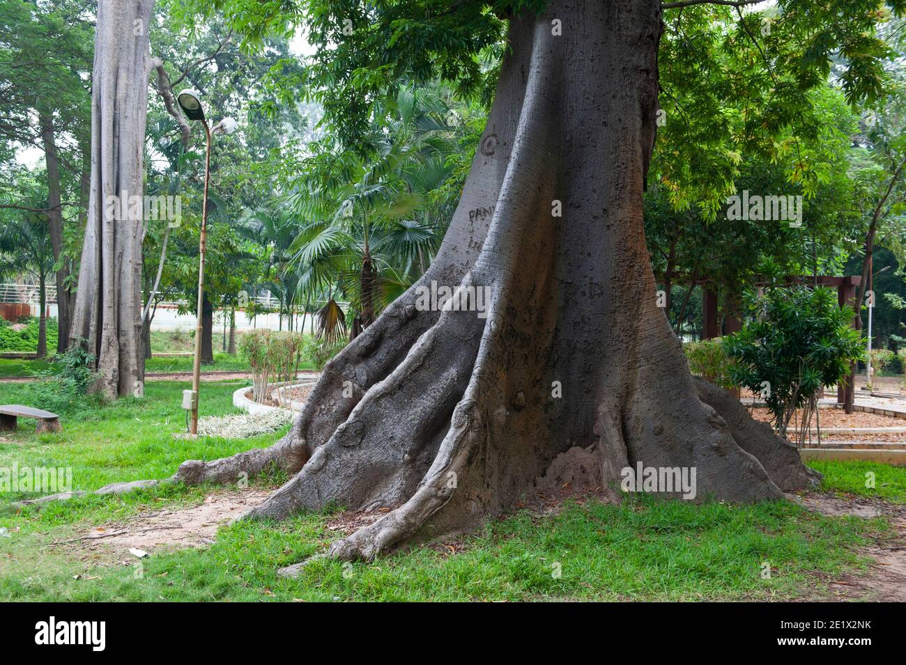 Buttress tree hi-res stock photography and images - Alamy