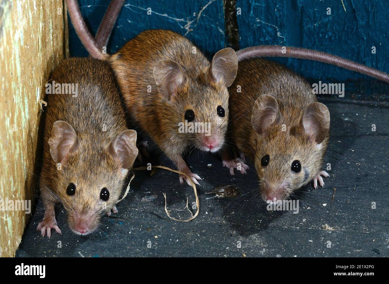 House mice hi-res stock photography and images - Alamy