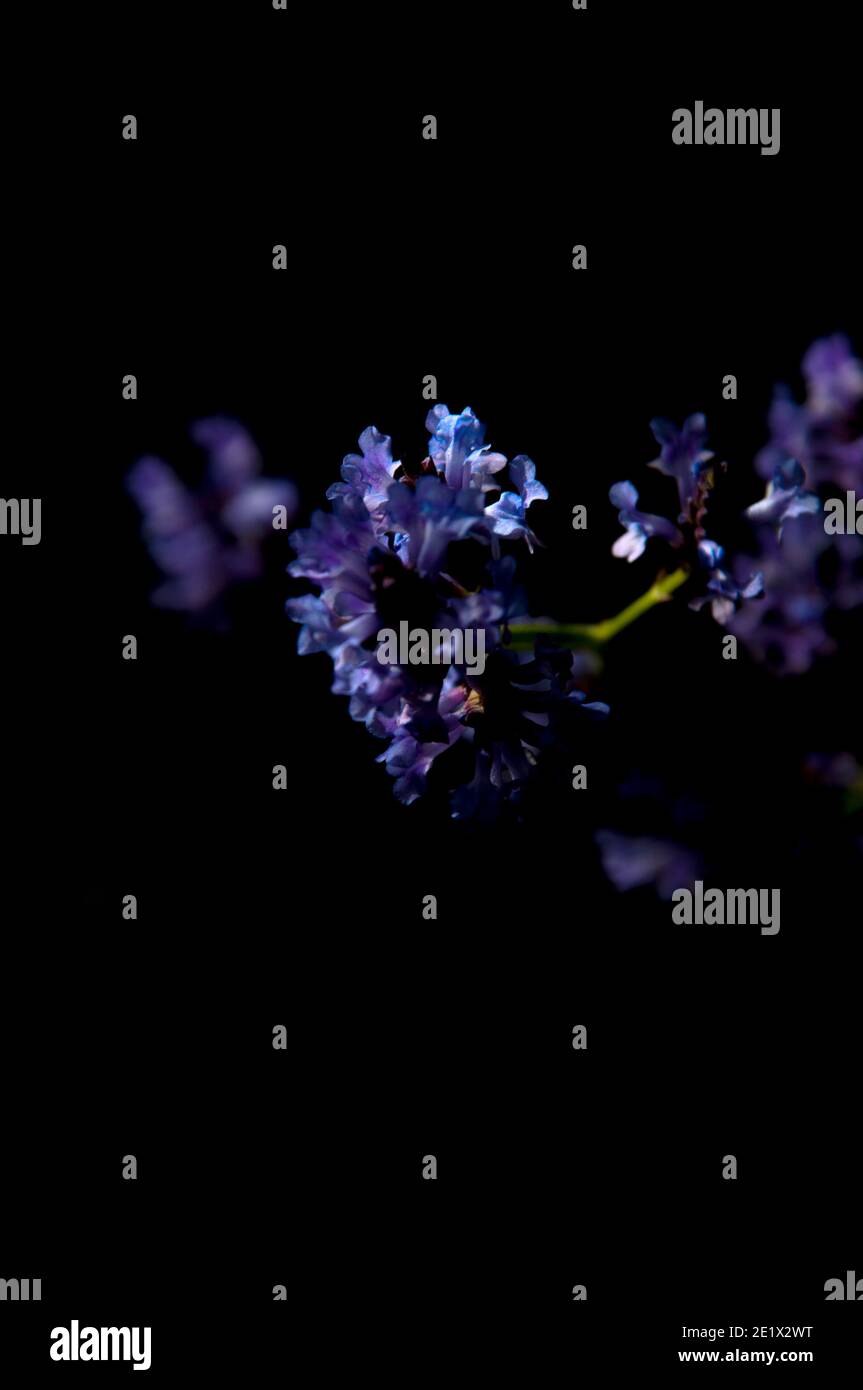 blue flowers in natural light Stock Photo - Alamy