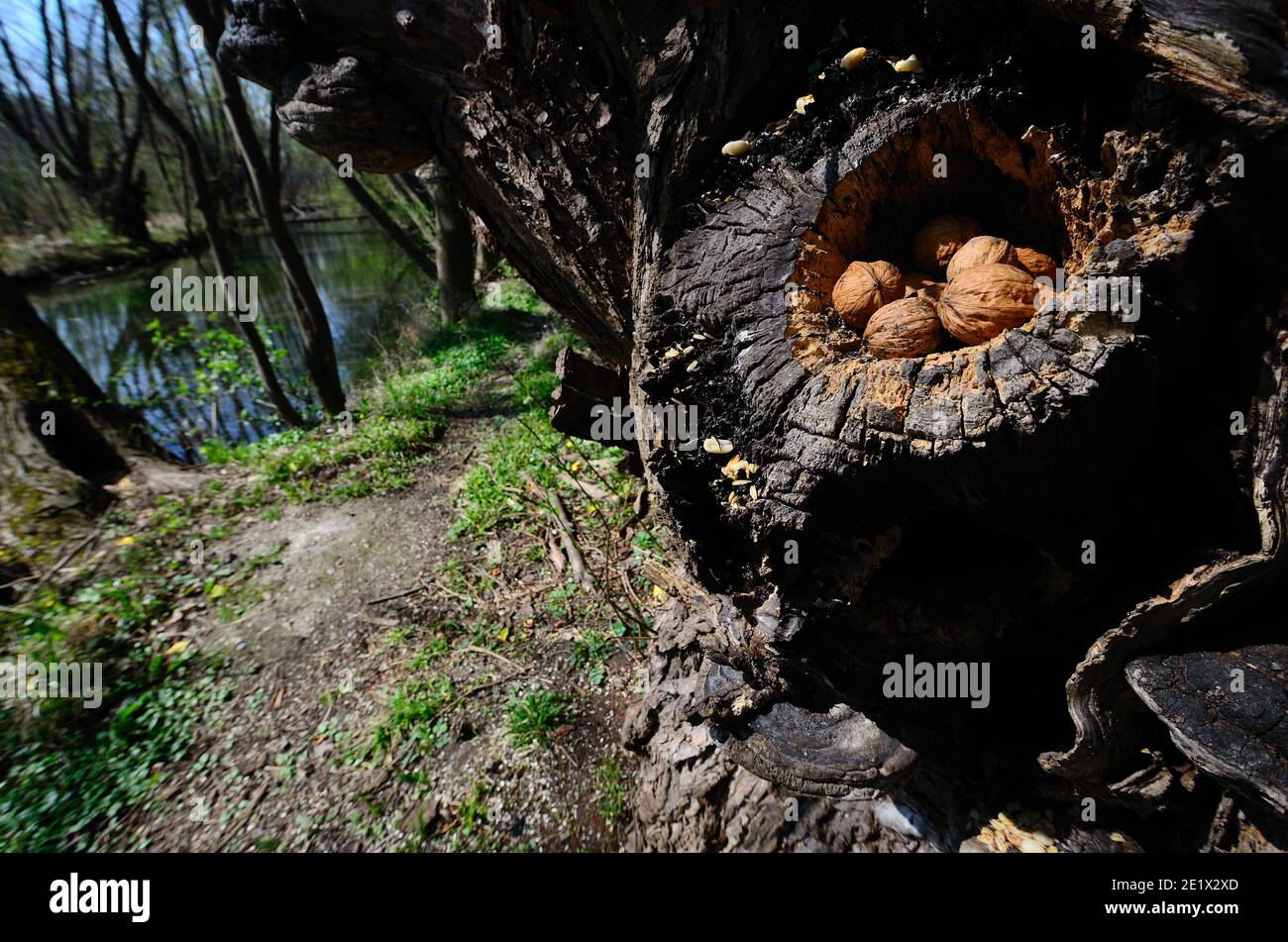 Hiding nuts hi-res stock photography and images - Alamy