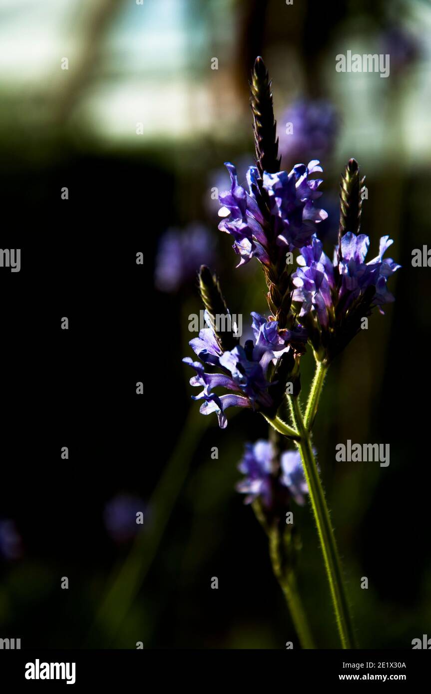 blue flowers in natural light Stock Photo - Alamy