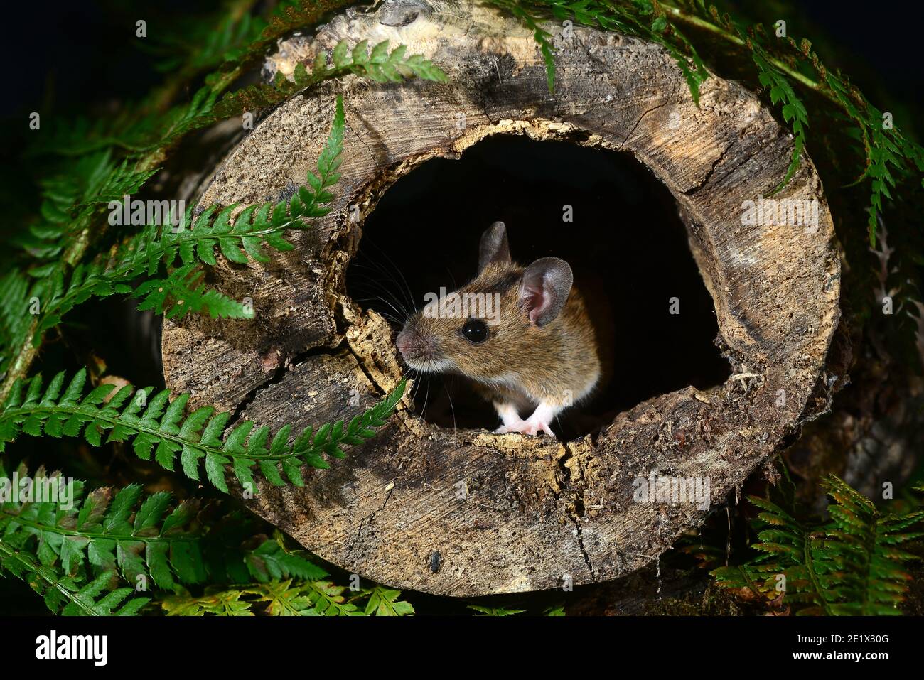 wood mouse apodemus sylvaticus Stock Photo - Alamy wood mouse apodemus sylvaticus Stock Photo - Alamy