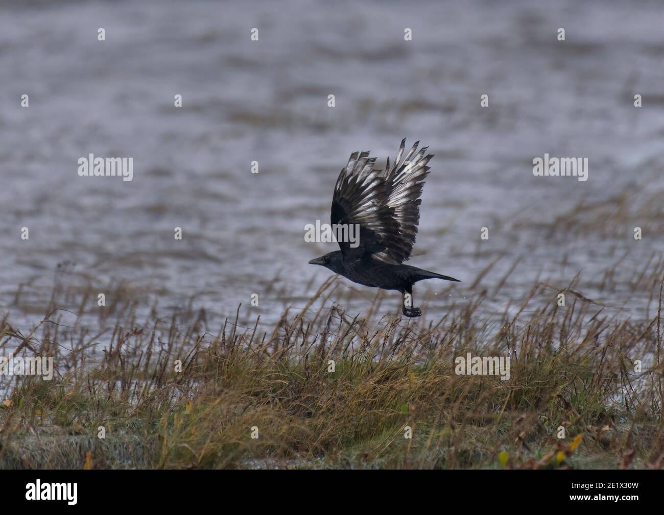 Carrion crow with leucism hi-res stock photography and images - Alamy
