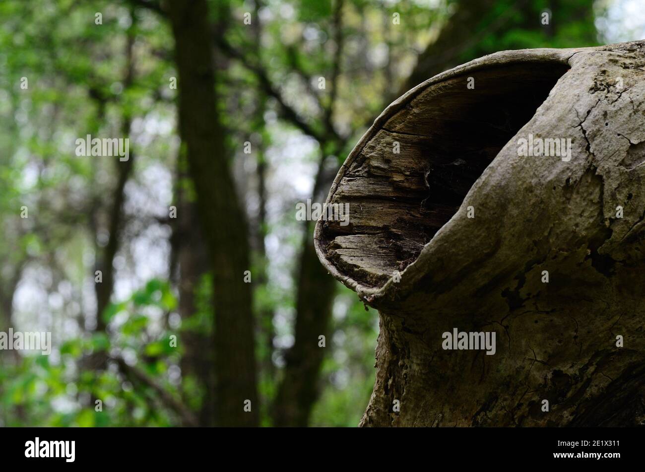 large knothole in a tree and forest Stock Photo - Alamy