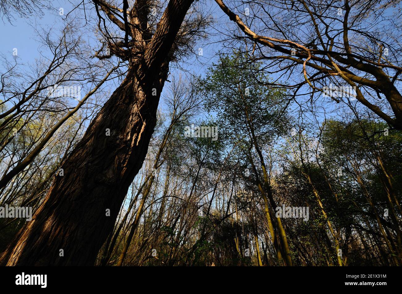 Huge old tree hi-res stock photography and images - Alamy