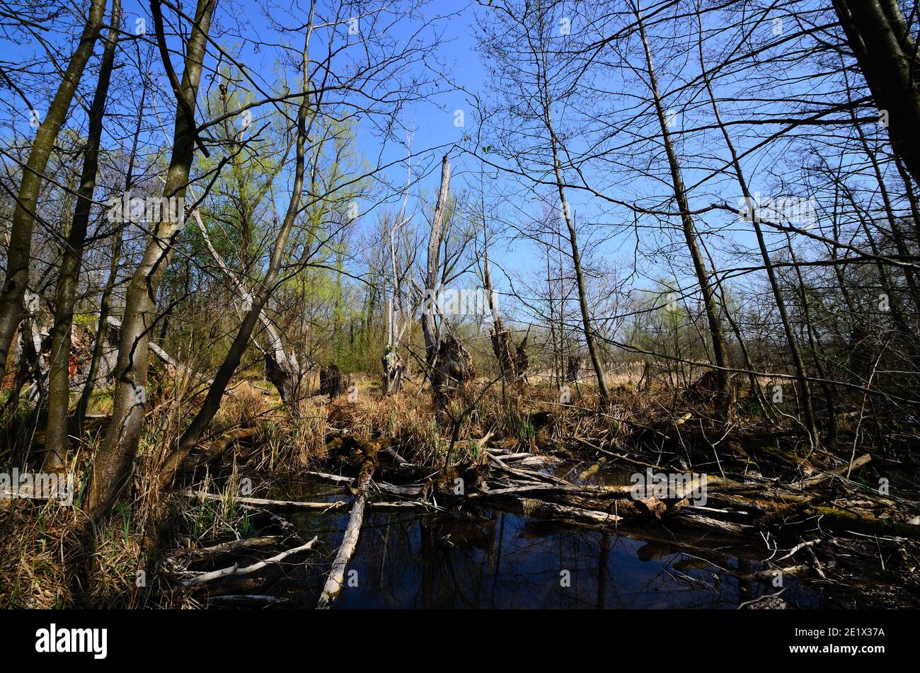 moor landscape with water and reed Stock Photo - Alamy