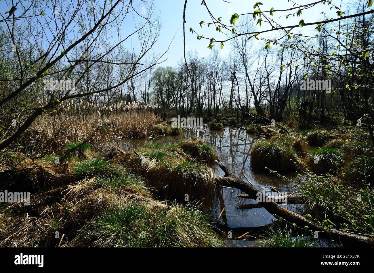 marsh and bog in nature Stock Photo - Alamy