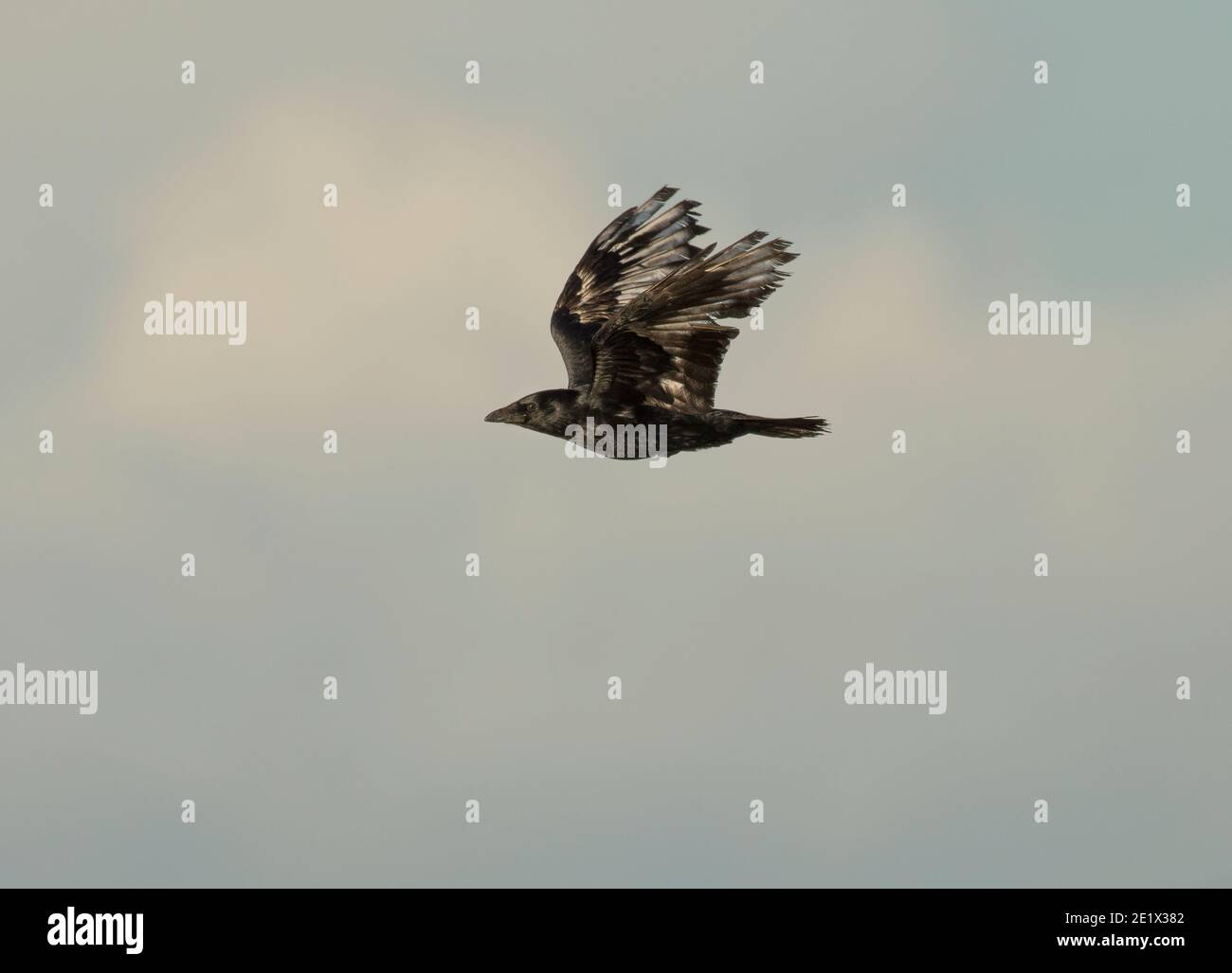 Carrion crow with leucism hi-res stock photography and images - Alamy