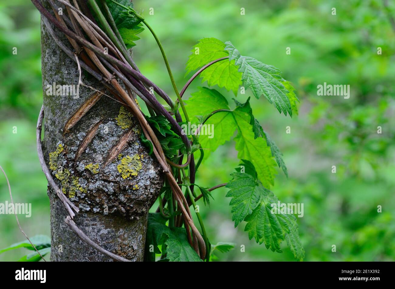 Old large tree overgrown green hi-res stock photography and images - Alamy