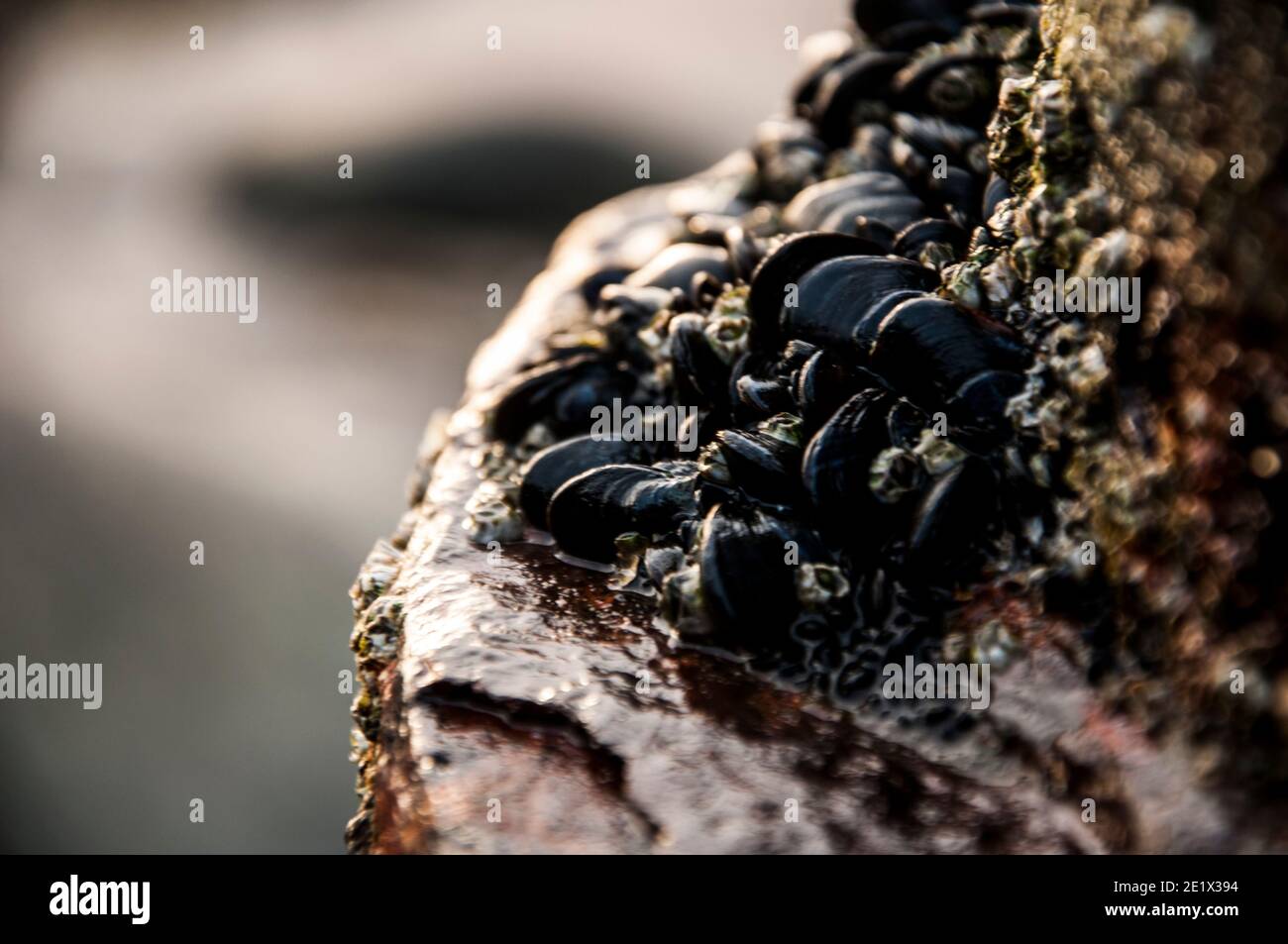 Young Mussels and barnacles Stock Photo - Alamy
