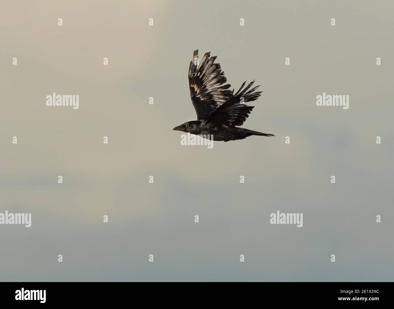 Carrion crow leucistic hi-res stock photography and images - Alamy
