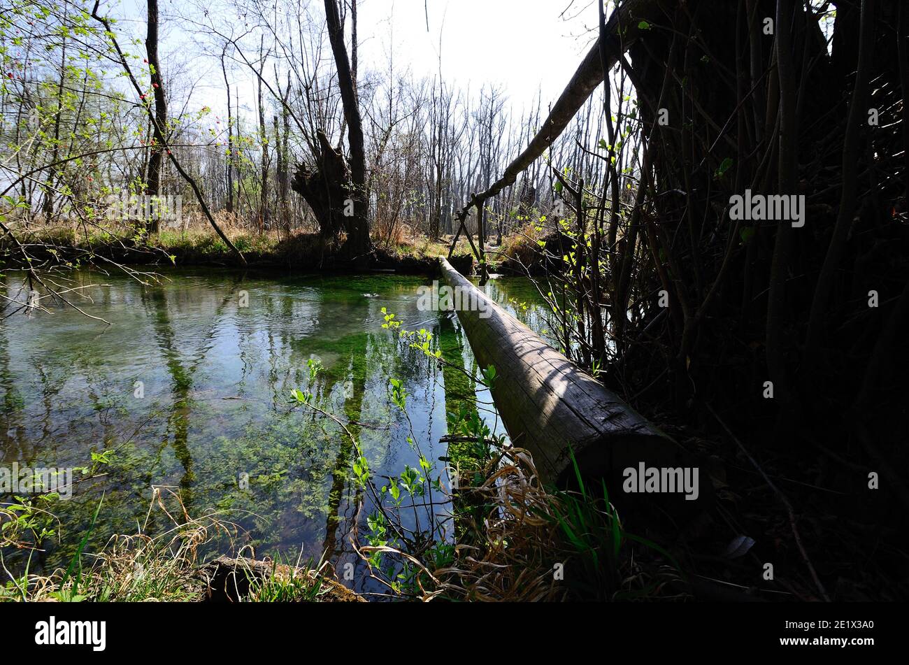 tree trunk over a creek in nature Stock Photo - Alamy