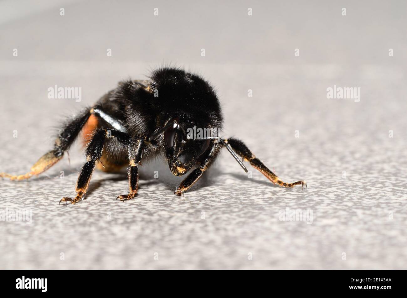 bumblebee stands on a floor with tiles Stock Photo - Alamy