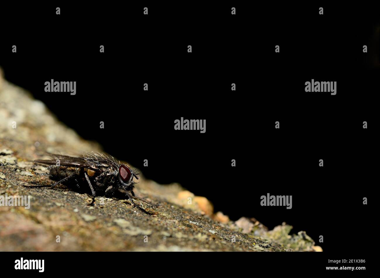 Legs black white color wildlife hi-res stock photography and images - Alamy