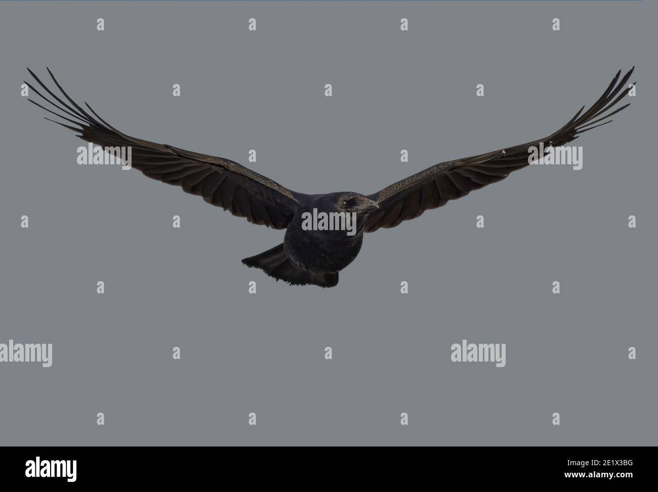 Carrion crow, Corvus corone, in flight, Morecambe Bay, Lancashire, UK ...