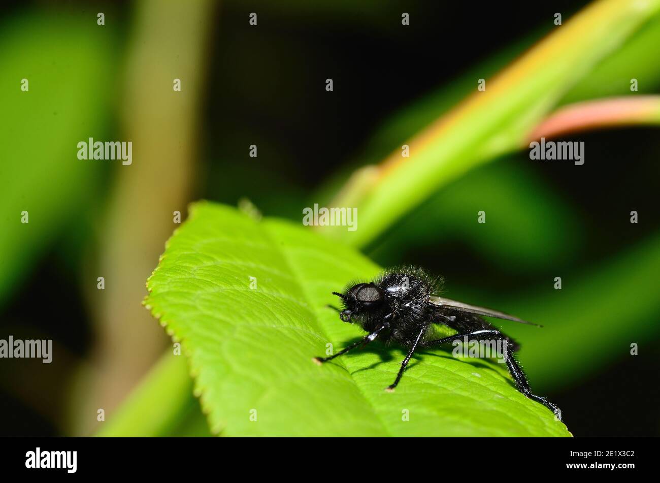 March fly hi-res stock photography and images - Alamy