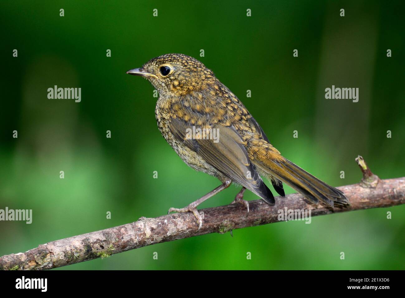 Friendly robins hi-res stock photography and images - Alamy