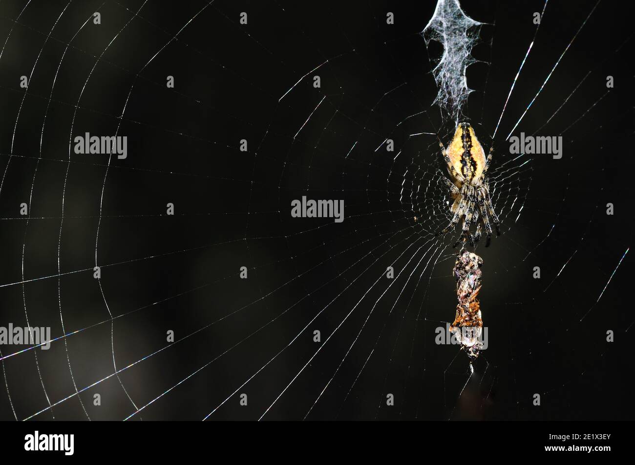 small spider in web with prey wrapped up Stock Photo - Alamy