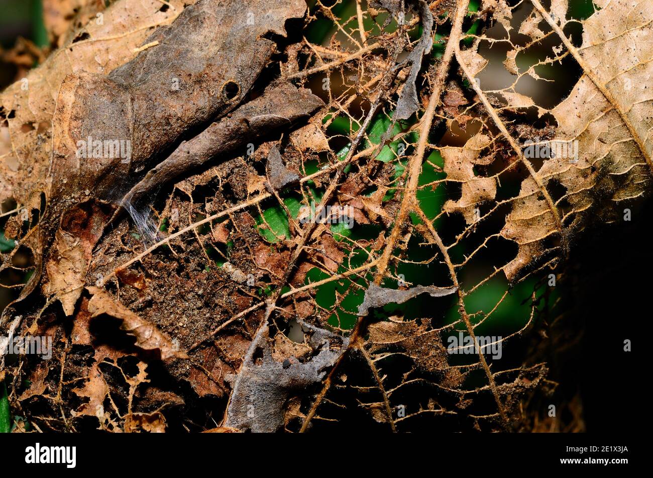 Decomposed leaf hi-res stock photography and images - Alamy