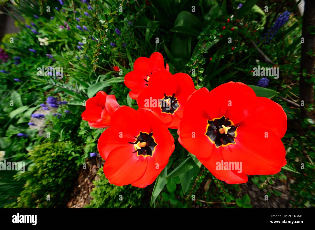 Cultured garden hi-res stock photography and images - Alamy