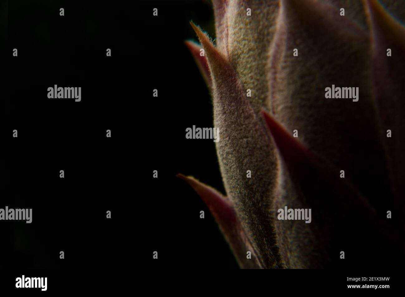 Close up of an velvet textured exotic cape flower bud in natural light ...