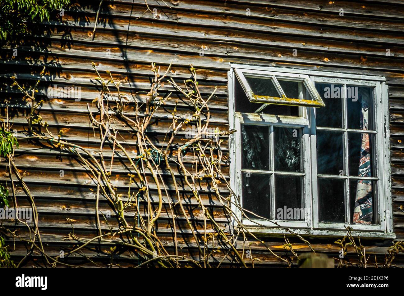 Open window in a traditional style house with creeper growing up the ...