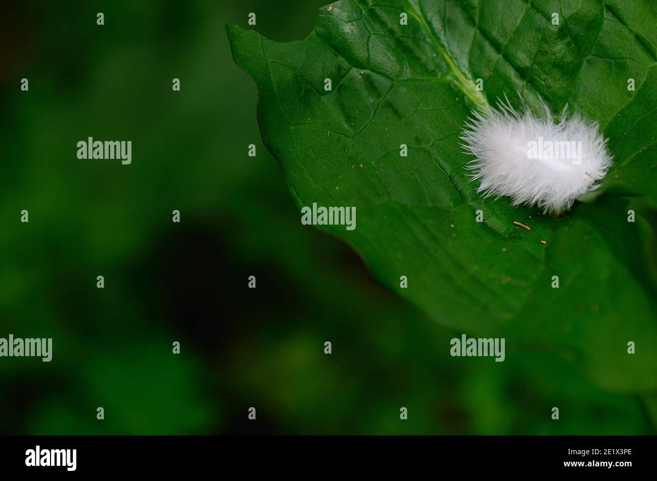 Soft white feather hi-res stock photography and images - Alamy