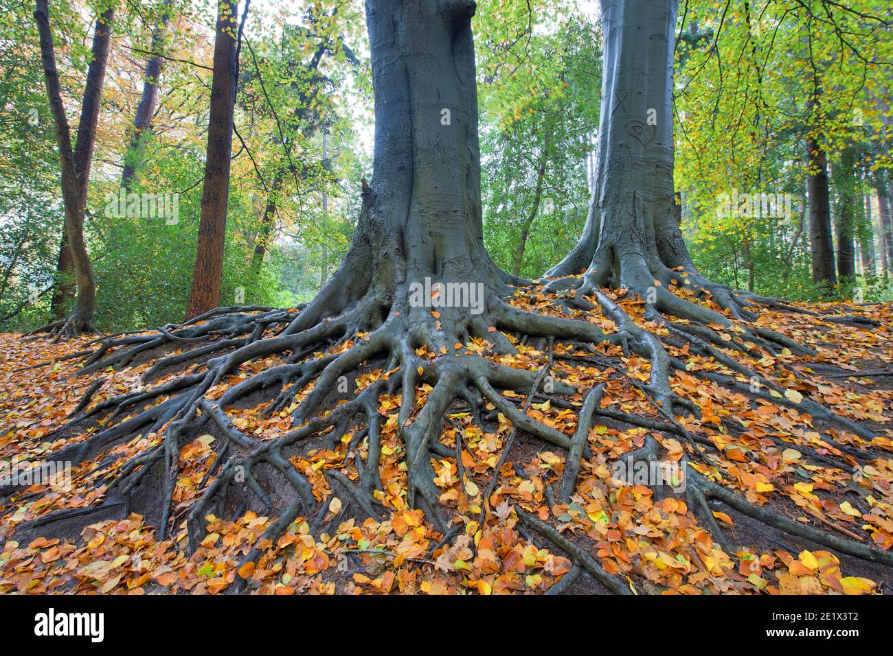Tree roots of Common beech (Fagus sylvatica) with autumn leaves ...