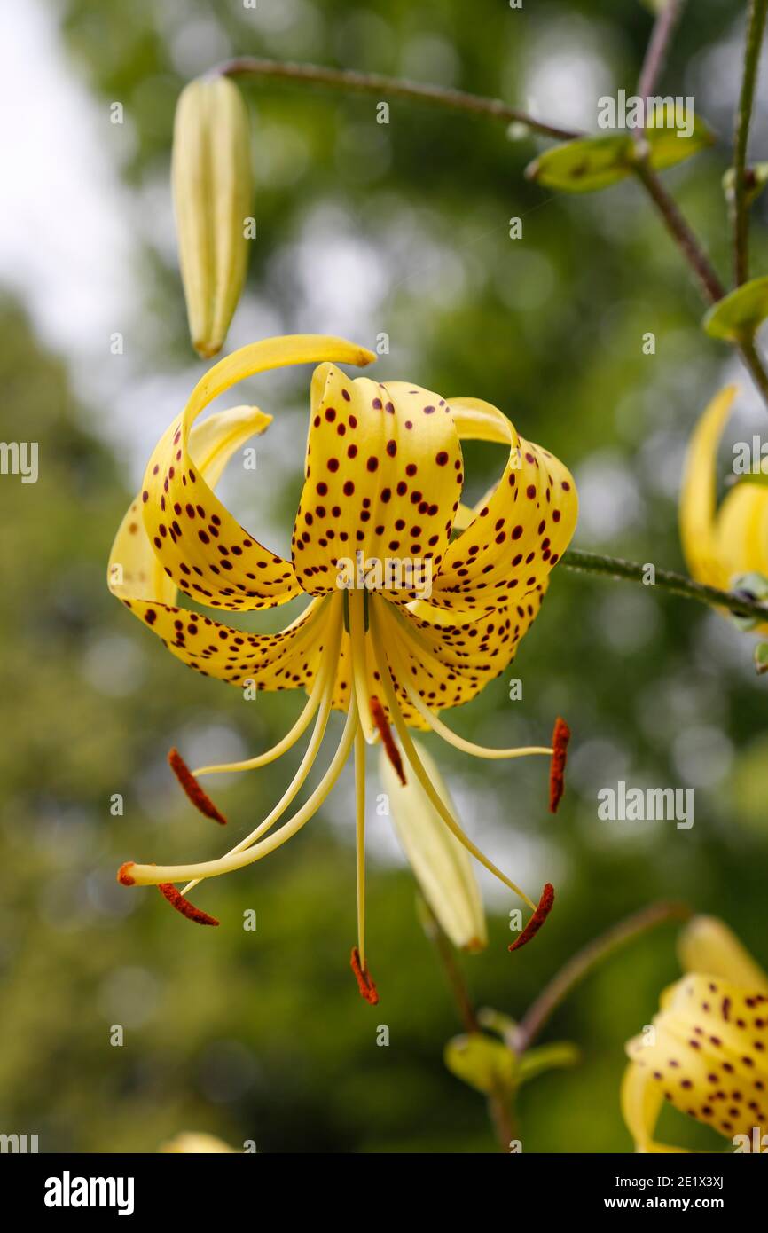 Tiger lily (lilium tigrinum), flower, Baden-Wuerttemberg, Germany Stock ...