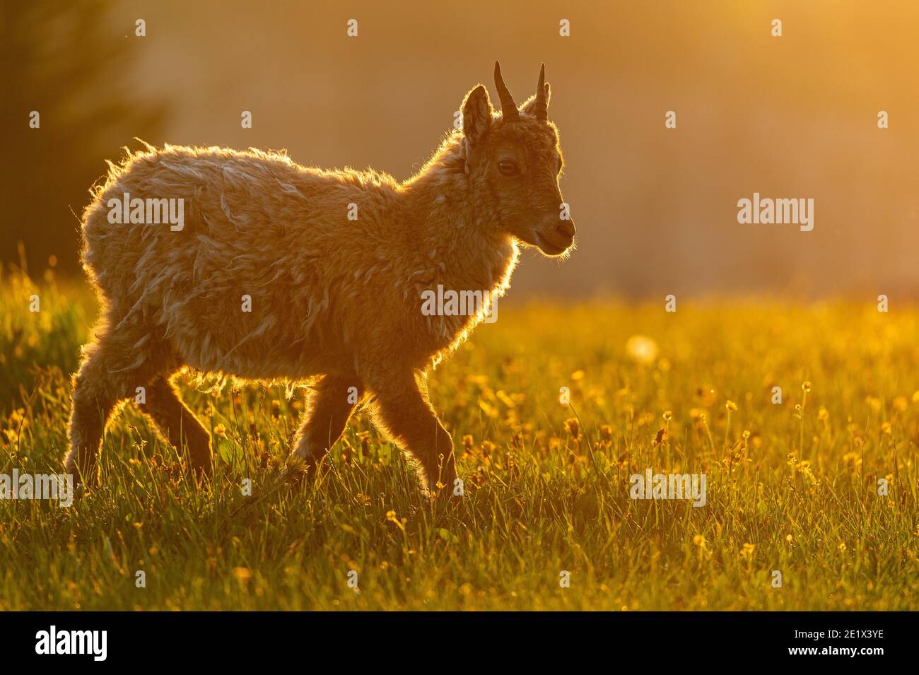 Ibex habitat hi-res stock photography and images - Alamy