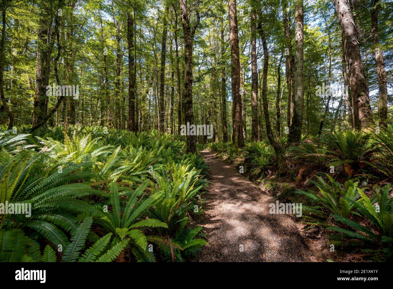 Temperate deciduous forest hi-res stock photography and images - Alamy