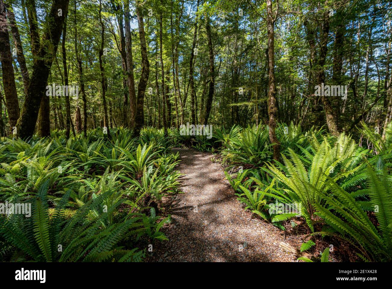 Hiking trail through forest with ferns, temperate rainforest, Kepler ...