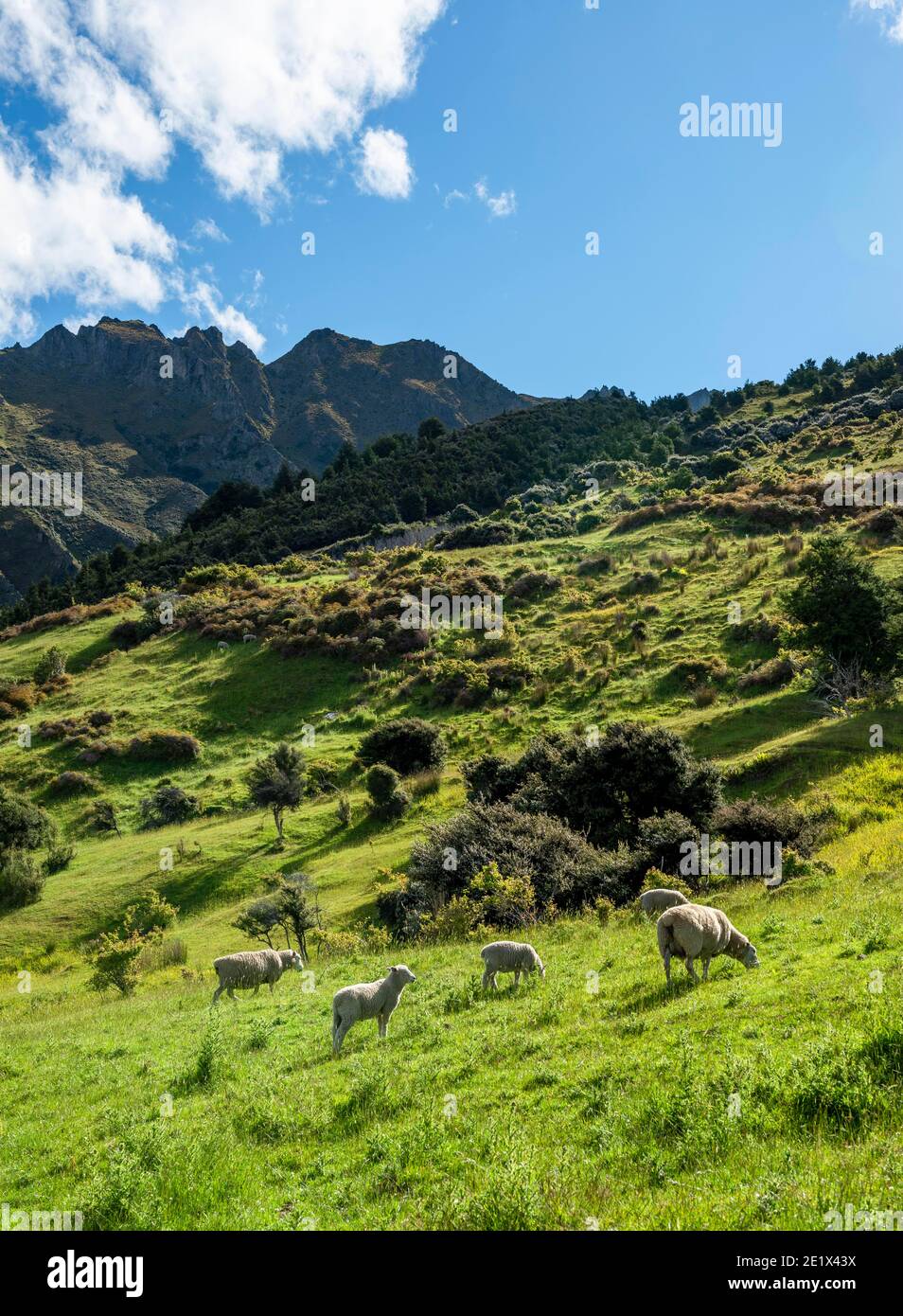 Sheep in a meadow, hiking trail to Isthmus Peak, Wanaka, Otago, South ...