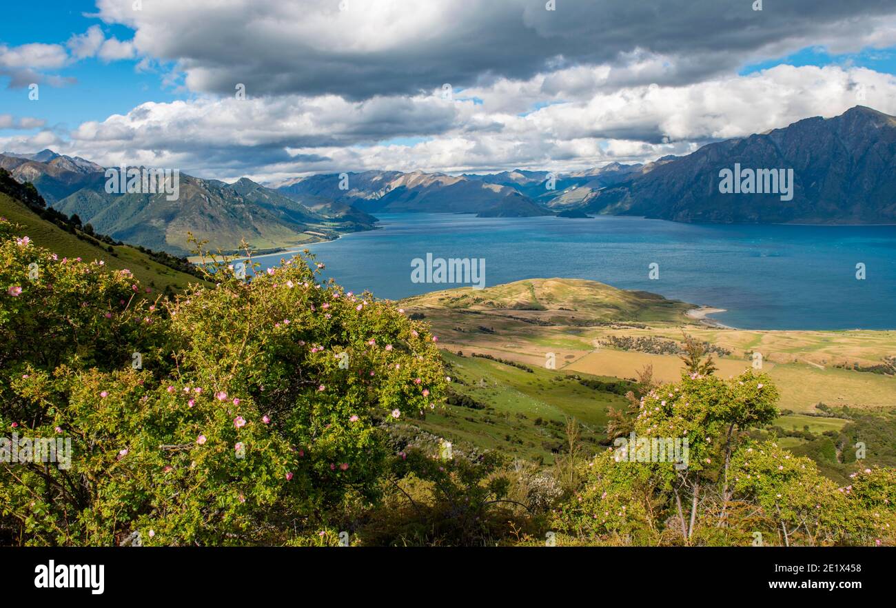 View of Lake Hawea, lake and mountain landscape, view from the hiking ...