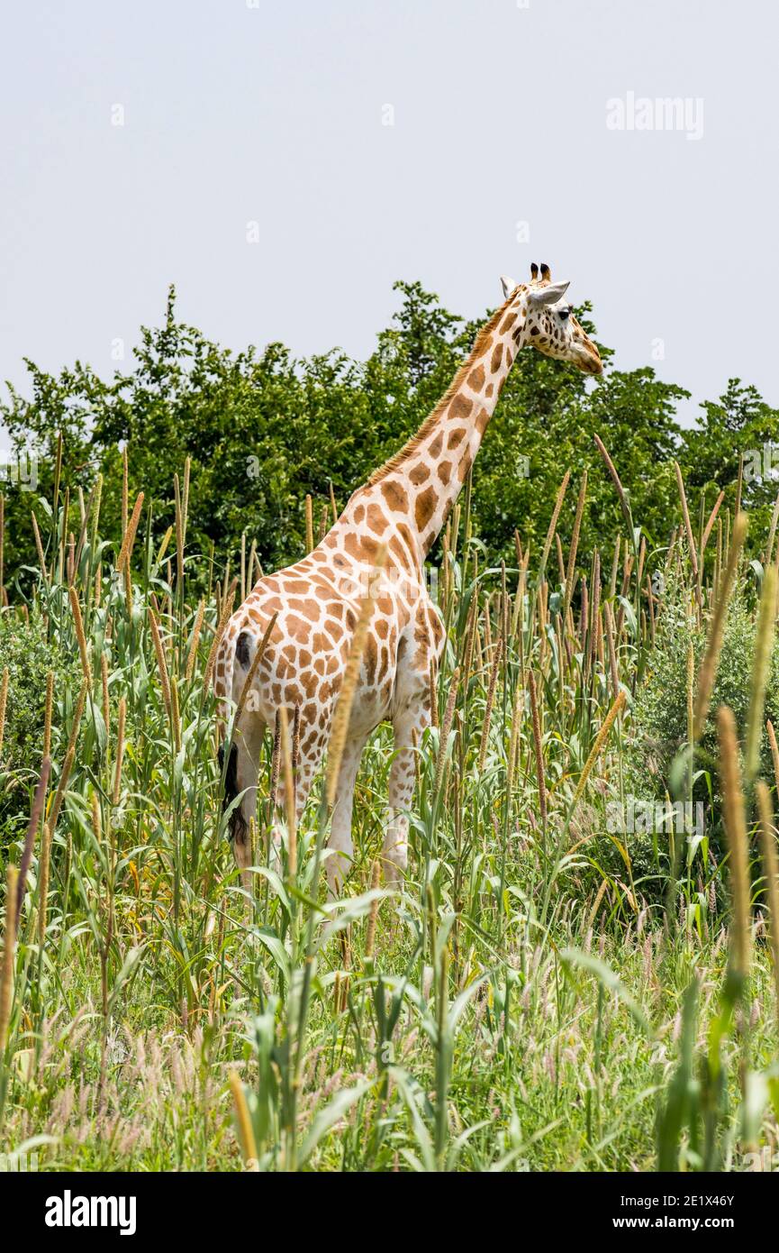 West African Giraffe