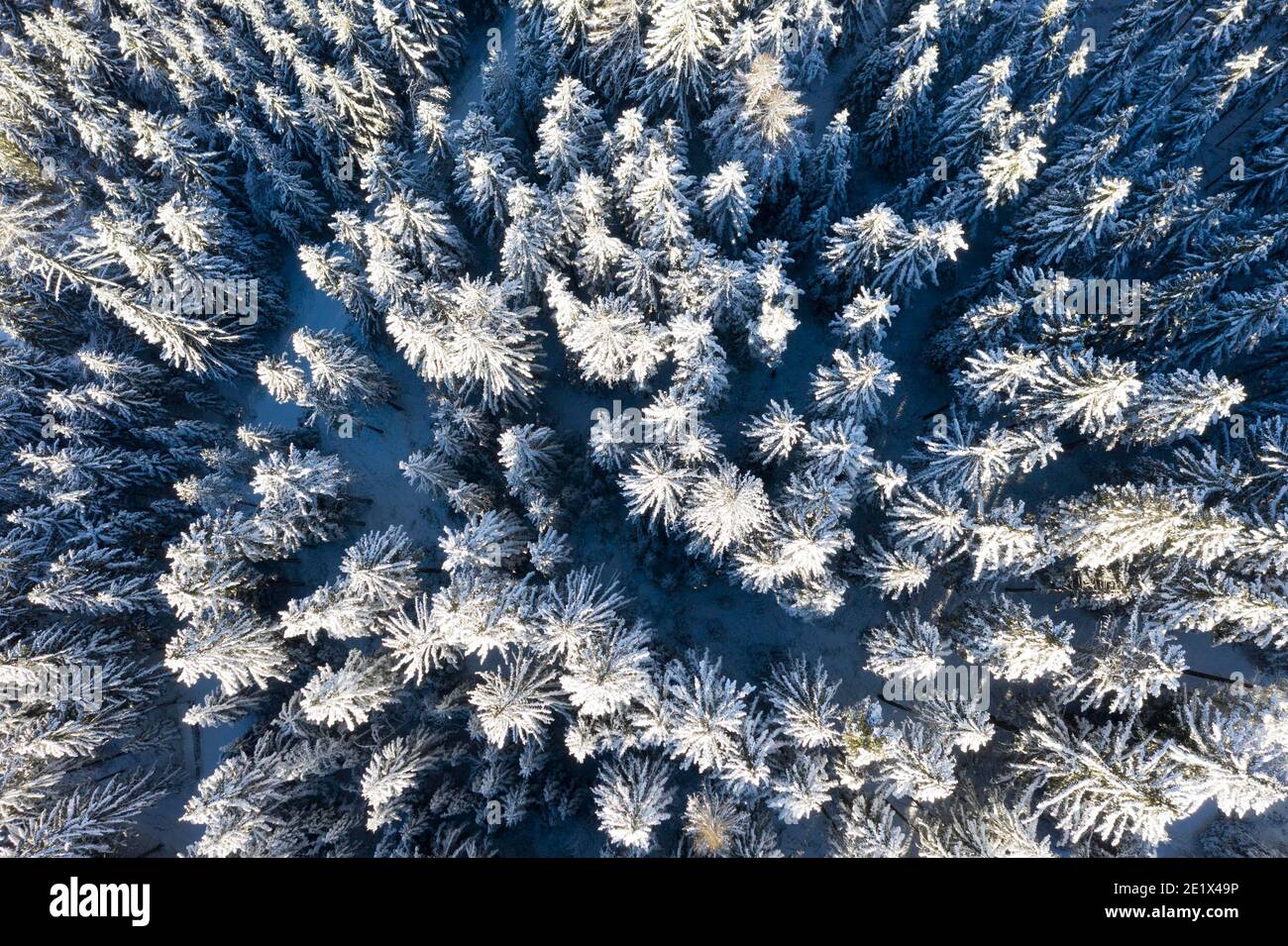Aerial of conifer forest hi-res stock photography and images - Alamy