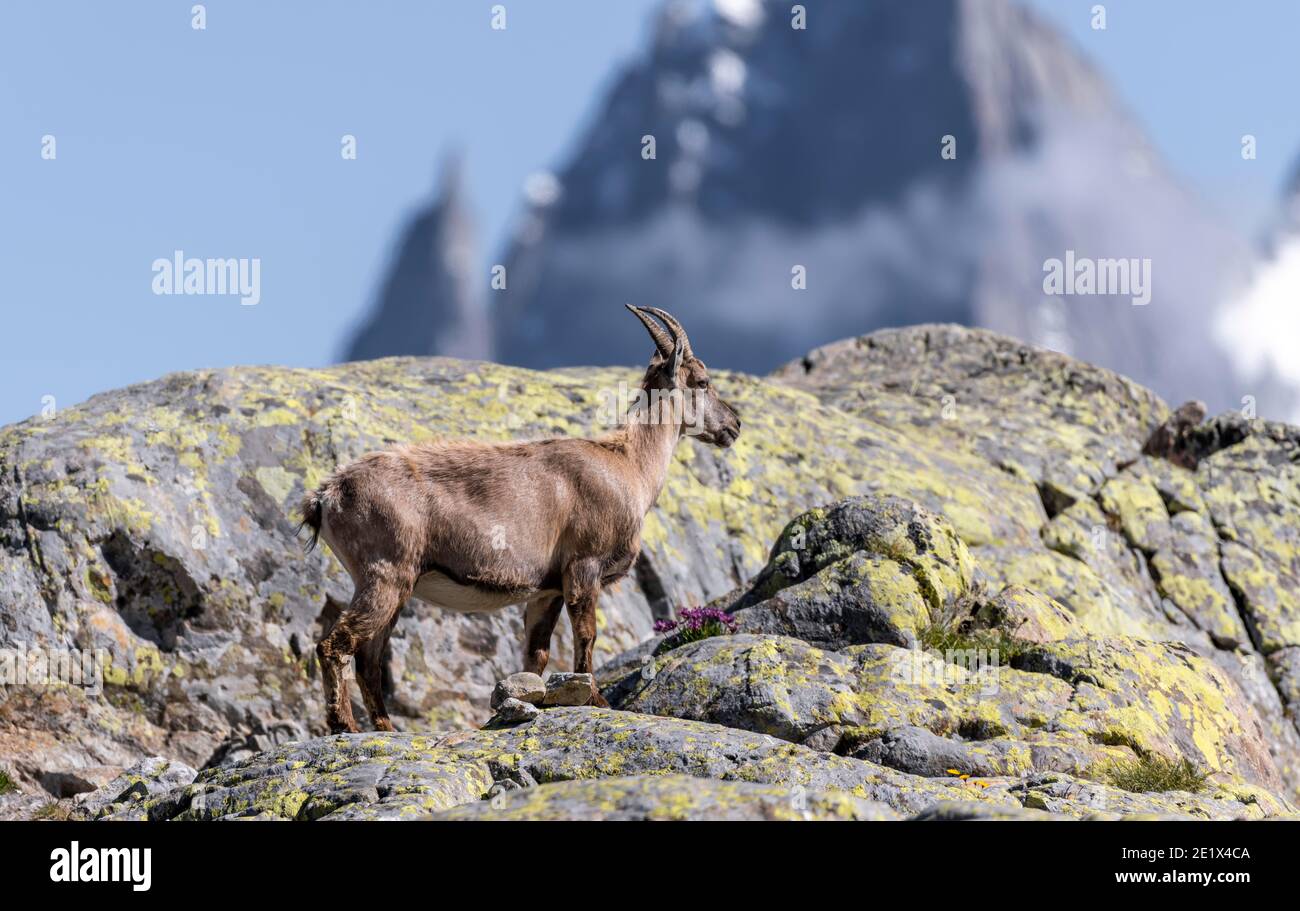 Alpine Ibex (Capra ibex) running on rock, Mont Blanc massif, Chamonix ...