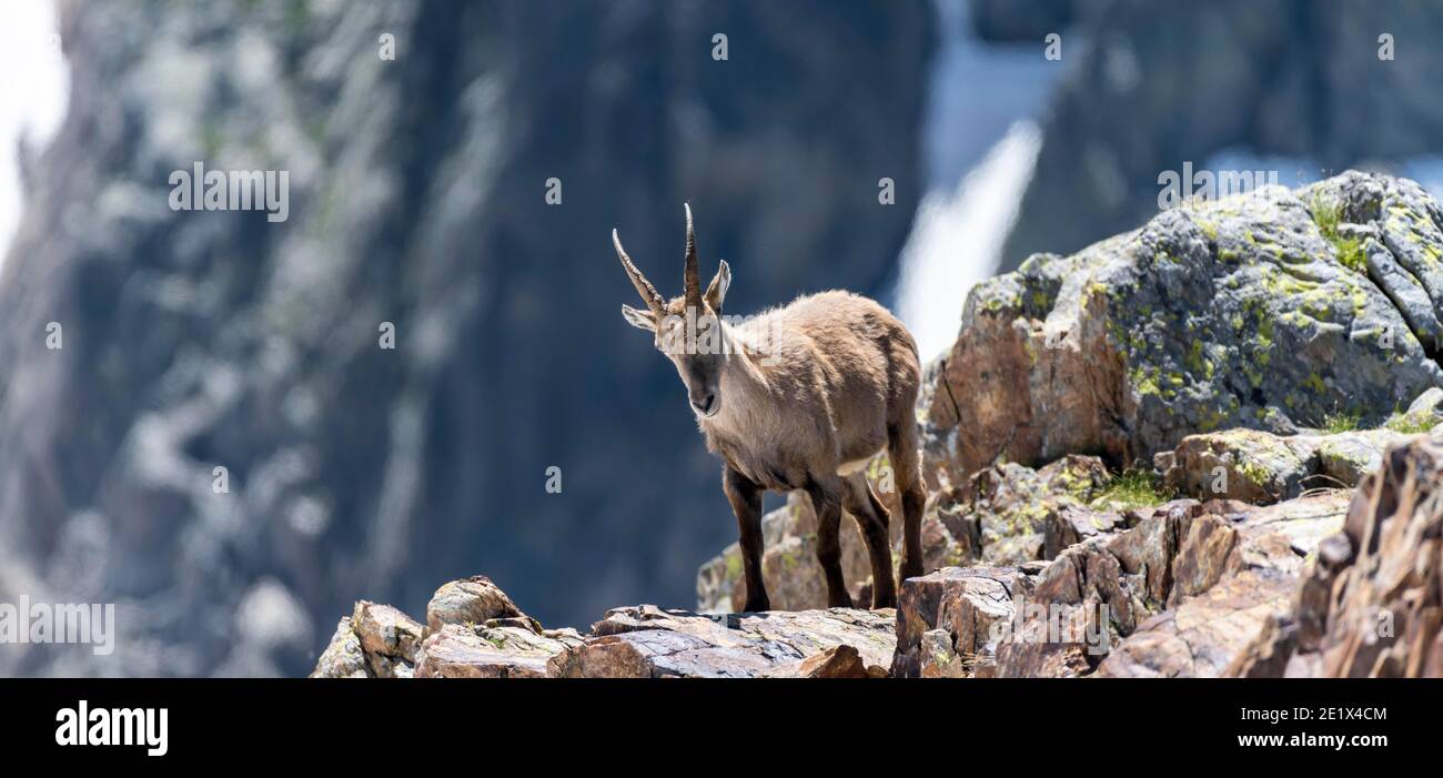 Alpine Ibex (Capra ibex) in rock, Mont Blanc massif, Chamonix, France ...